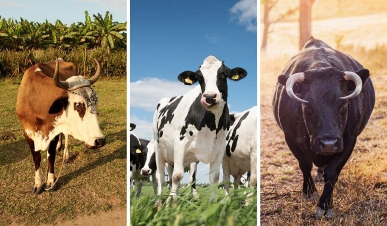 9 Differences Between Oxen, Cows, and Bulls - Farmhouse Guide