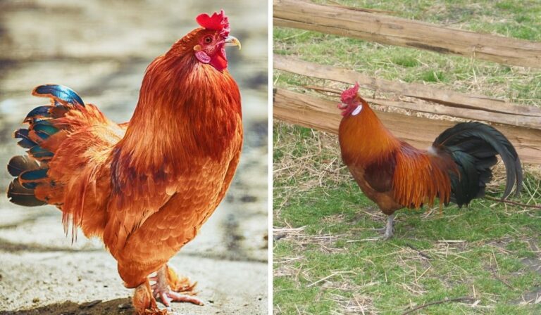 12 Gorgeous Red Chicken Breeds - Farmhouse Guide
