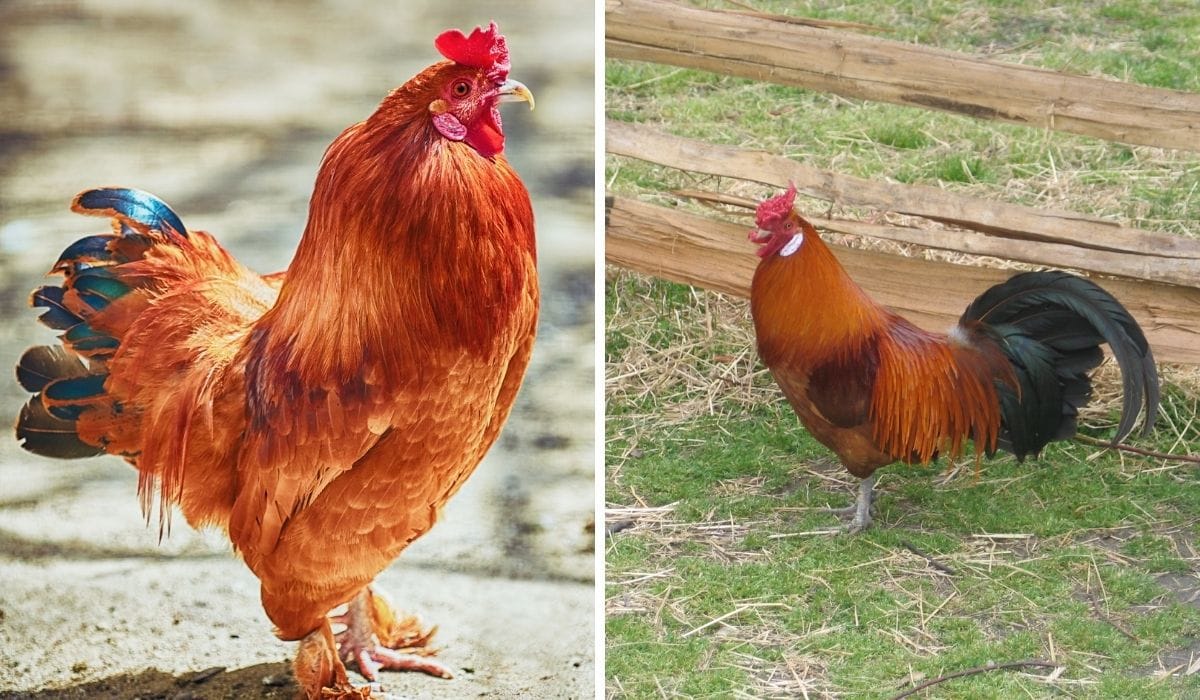 12 Gorgeous Red Chicken Breeds - Farmhouse Guide