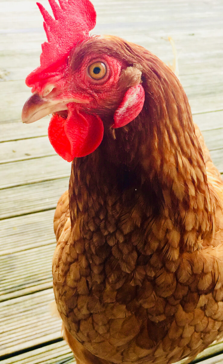 14 Gorgeous Red Chicken Breeds - Farmhouse Guide