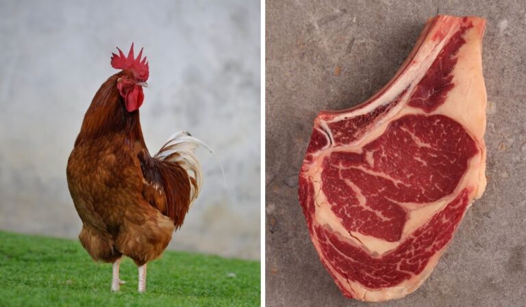 Can Chickens Eat Beef? - Farmhouse Guide