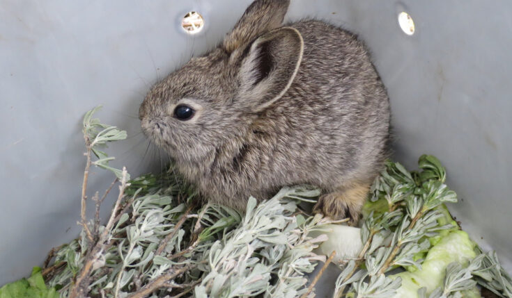 13 Cutest Small Rabbit Breeds - Farmhouse Guide