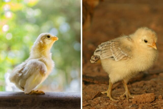 Ultimate Guide to Raising Baby Chicks - Farmhouse Guide