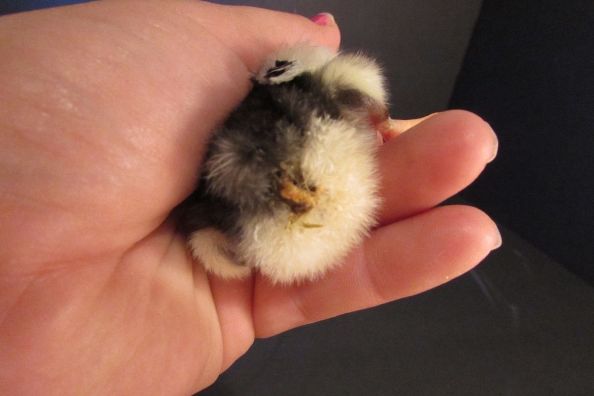 11 Reasons Your Baby Chick May Be Sick (with Symptoms) - Farmhouse Guide