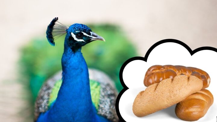 Do Peacocks Eat Snakes? - Farmhouse Guide