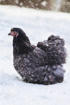 11 Blue Chicken Breeds - Farmhouse Guide