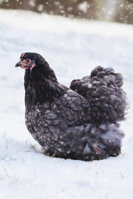 11 Blue Chicken Breeds - Farmhouse Guide