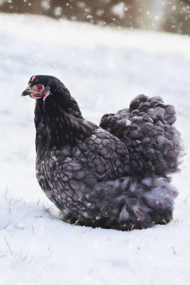 11 Blue Chicken Breeds - Farmhouse Guide