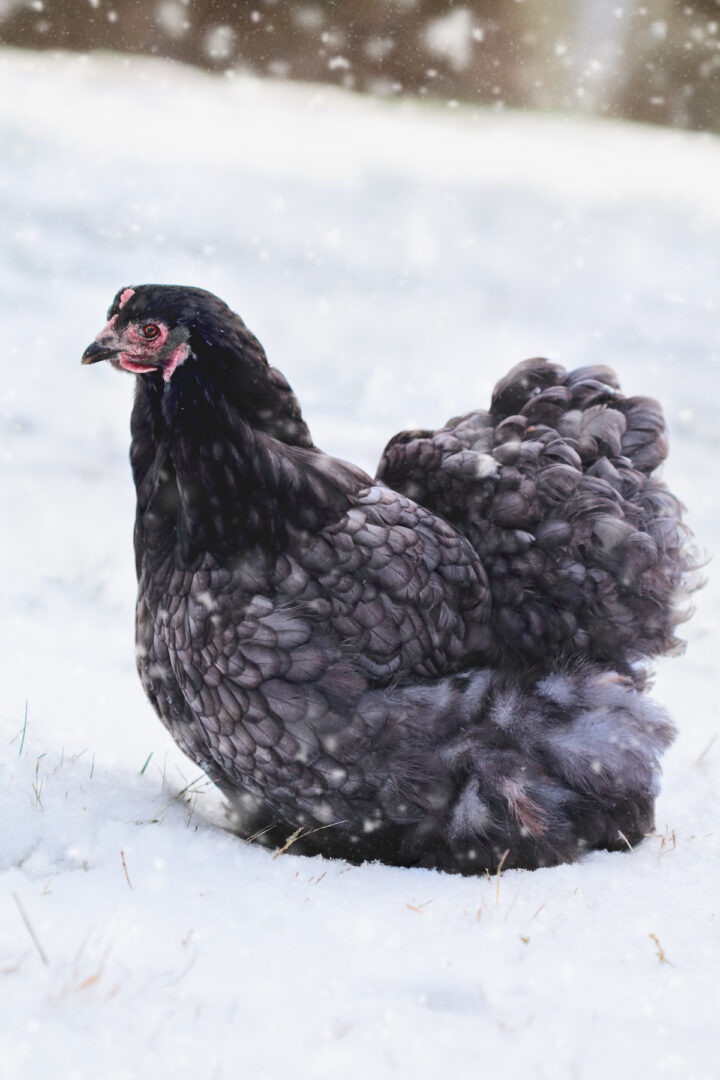 11 Blue Chicken Breeds - Farmhouse Guide