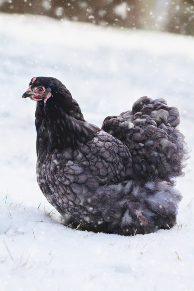 11 Blue Chicken Breeds - Farmhouse Guide