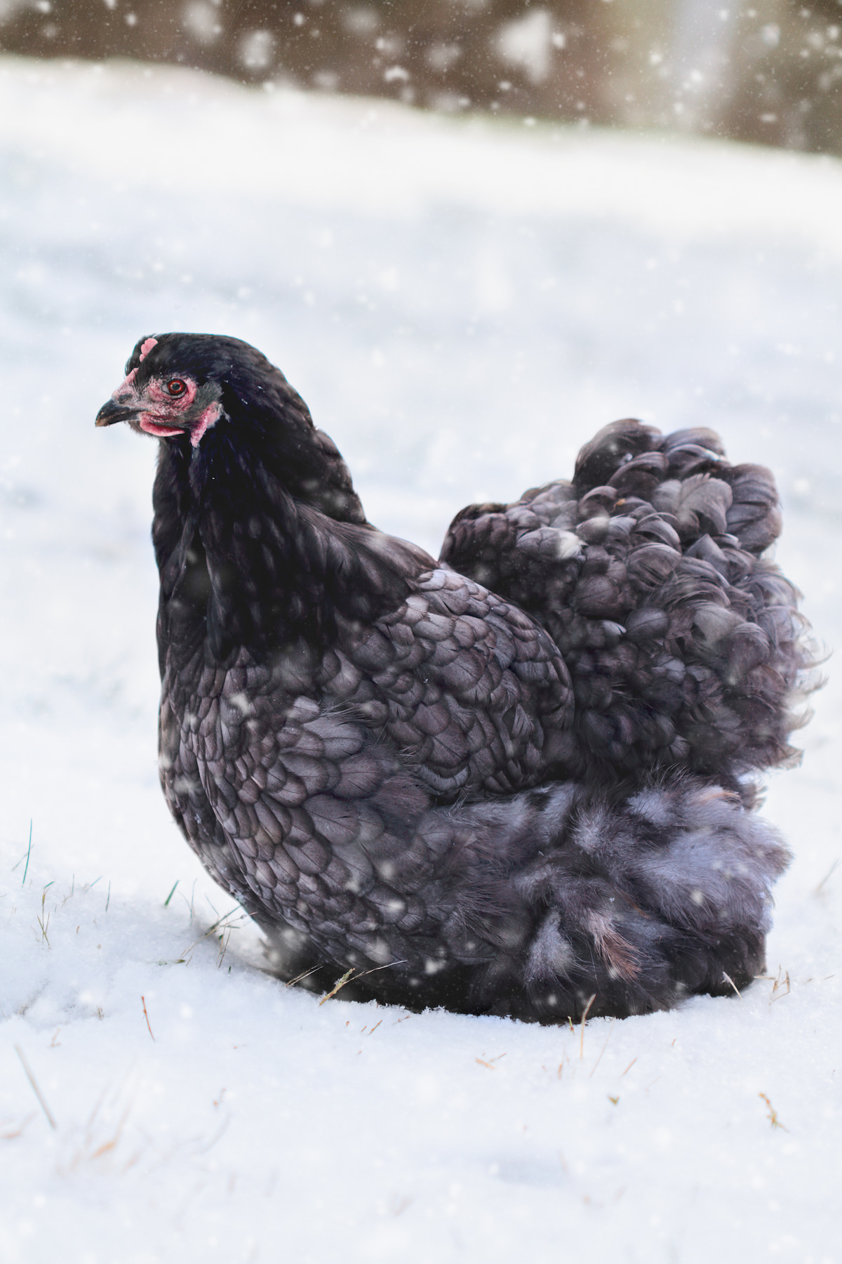 11 Blue Chicken Breeds - Farmhouse Guide