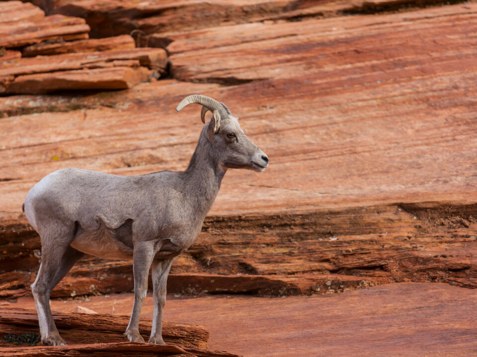 Largest Goat Breeds - Farmhouse Guide