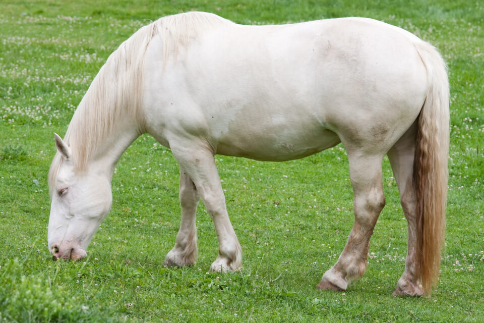 White Draft Horse Breeds - Farmhouse Guide