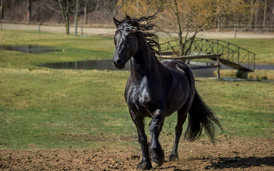 Black Draft Horse Breeds - Farmhouse Guide