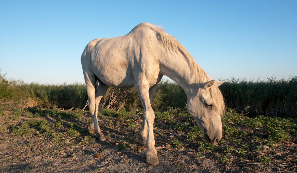 White Draft Horse Breeds - Farmhouse Guide
