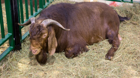 Black Draft Horse Breeds - Farmhouse Guide