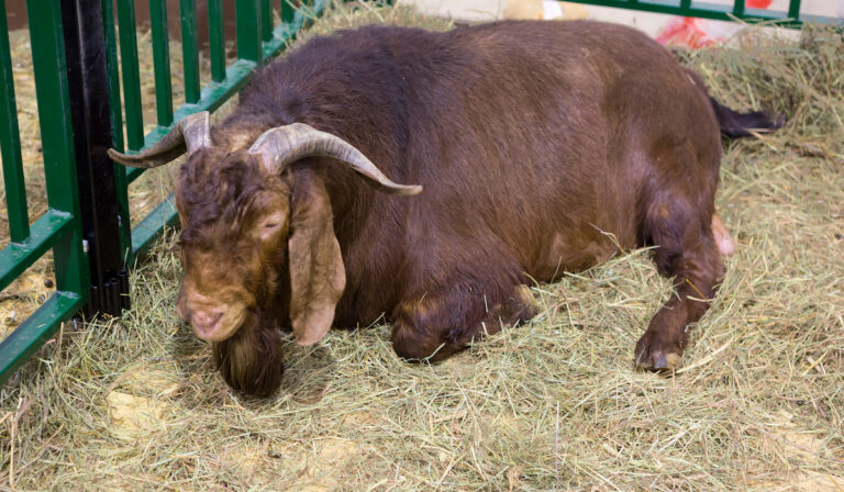 Largest Goat Breeds - Farmhouse Guide