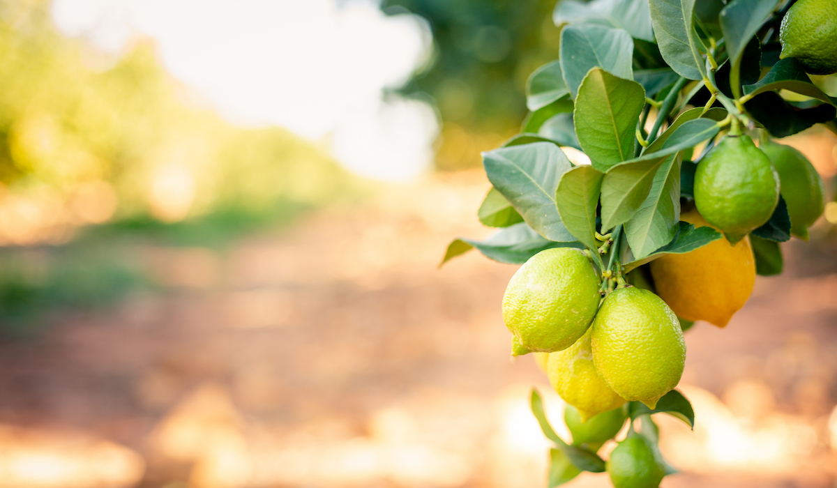 10 Ways to Tell If a Lemon is Bad - Farmhouse Guide