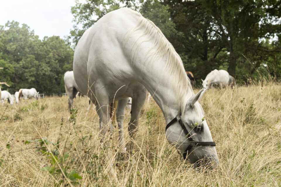 White Draft Horse Breeds - Farmhouse Guide