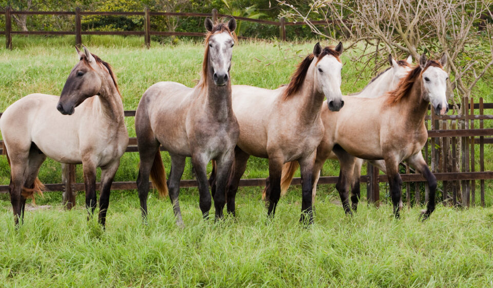Black Draft Horse Breeds - Farmhouse Guide