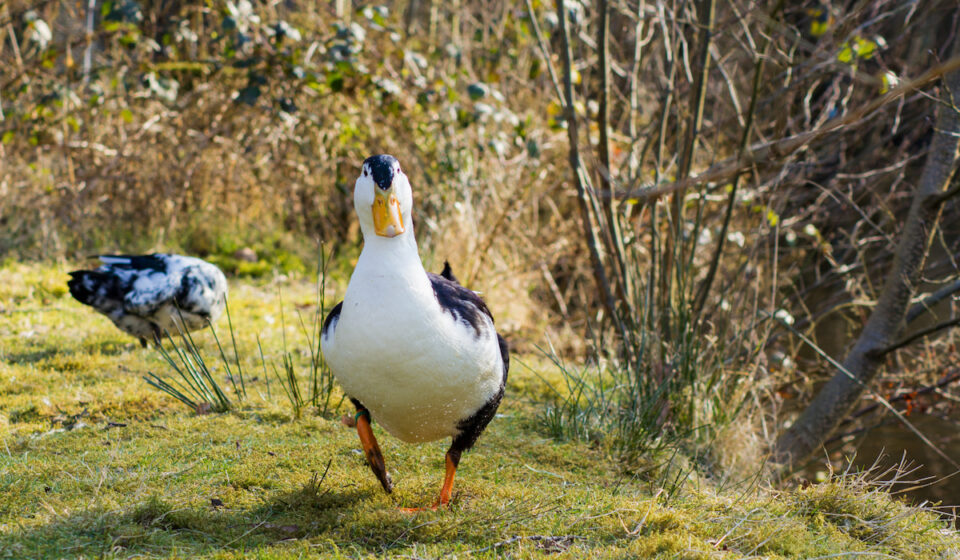 Magpie Duck Breed Profile - Farmhouse Guide