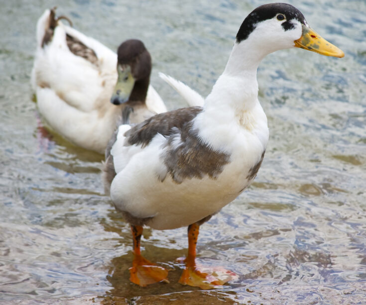Magpie Duck Breed Profile - Farmhouse Guide