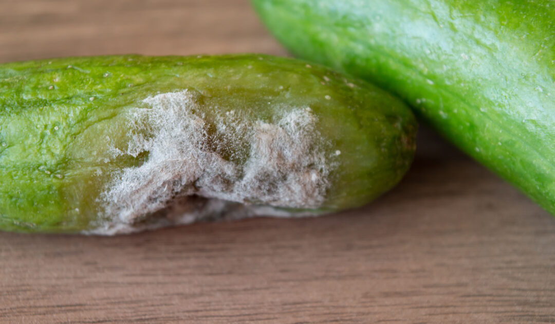 5 Ways to Tell If a Cucumber Is Bad - Farmhouse Guide