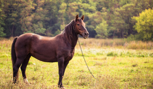Black Draft Horse Breeds - Farmhouse Guide