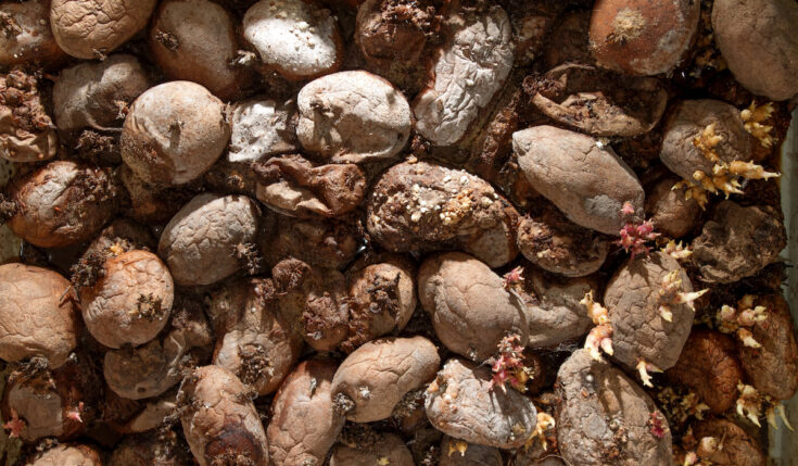 7 Ways to Tell If a Potato is Bad - Farmhouse Guide