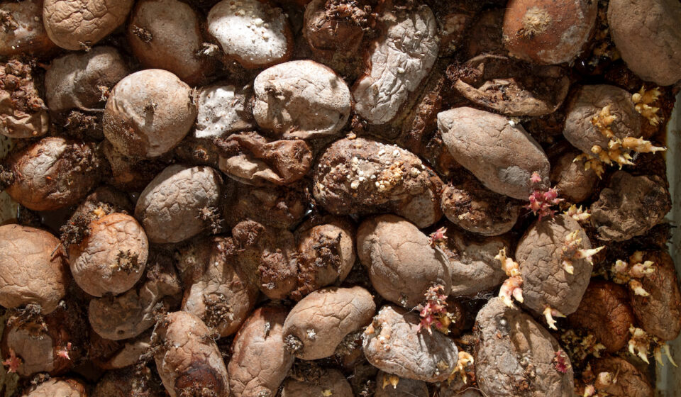7 Ways to Tell If a Potato is Bad - Farmhouse Guide