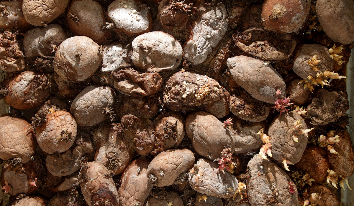 7 Ways to Tell If a Potato is Bad - Farmhouse Guide