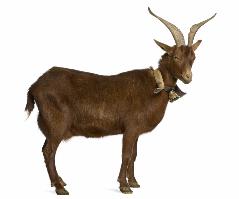 Largest Goat Breeds - Farmhouse Guide