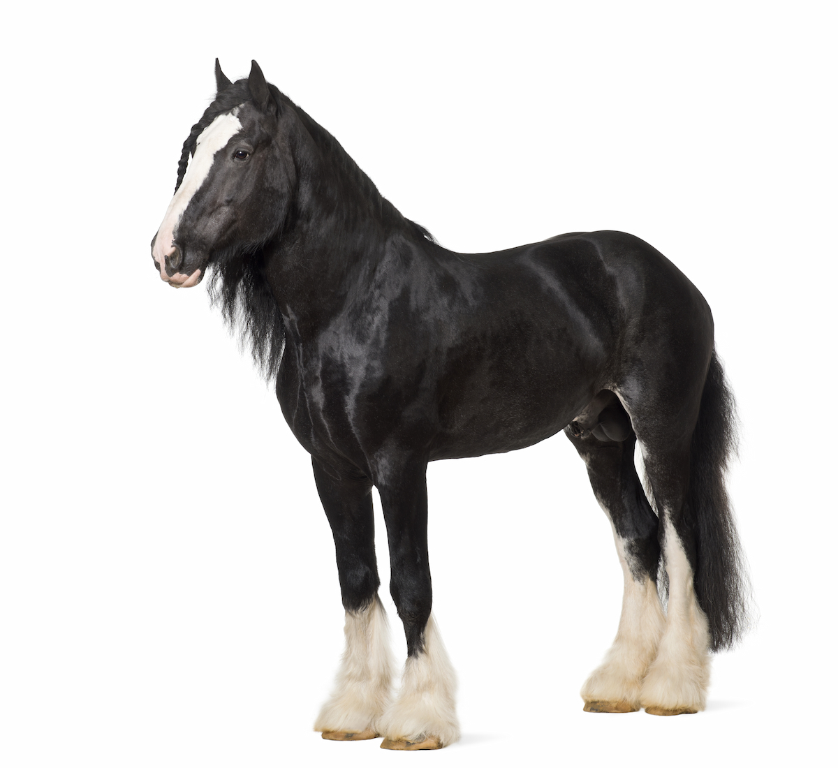 Black Draft Horse Breeds - Farmhouse Guide