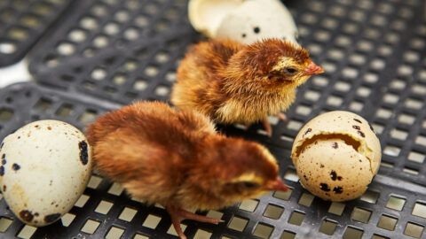 3 Best Quail Breeds for Meat - Farmhouse Guide