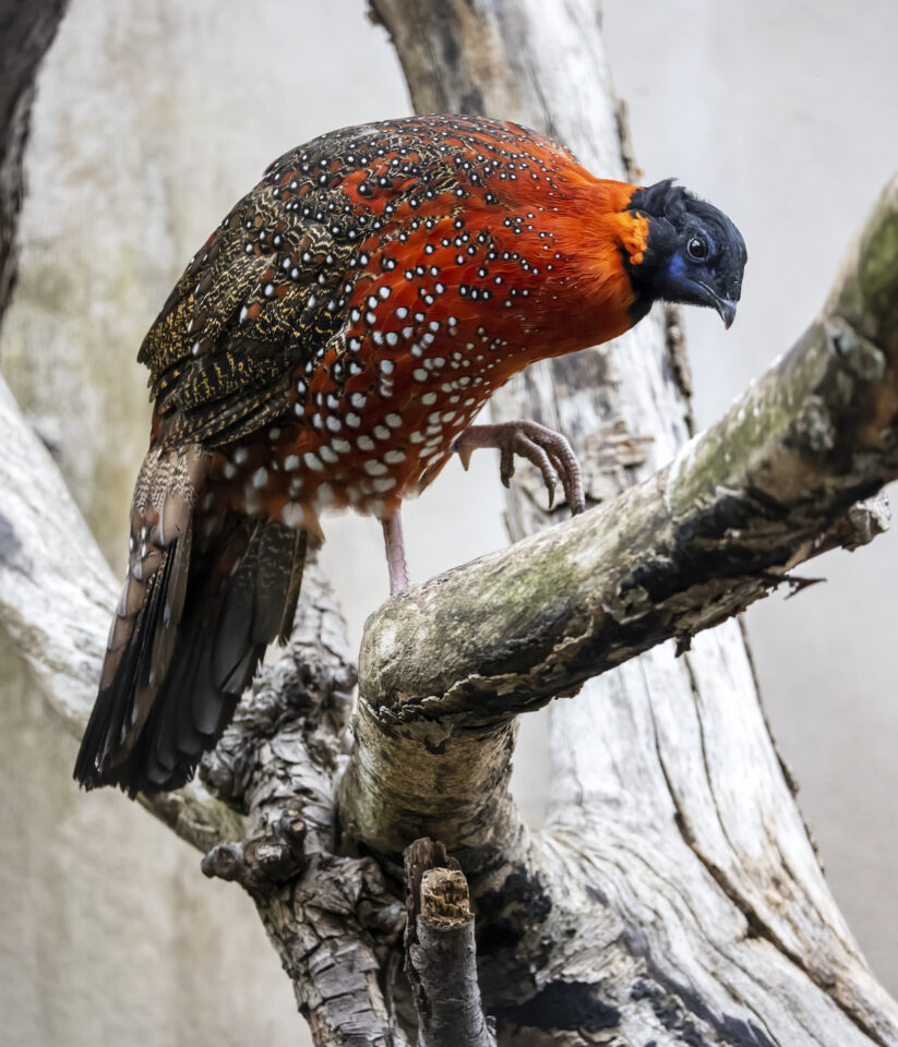 Types of Pheasants - Farmhouse Guide