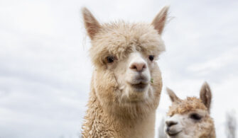Llama vs Alpaca: How They Are the Same and Different - Farmhouse Guide