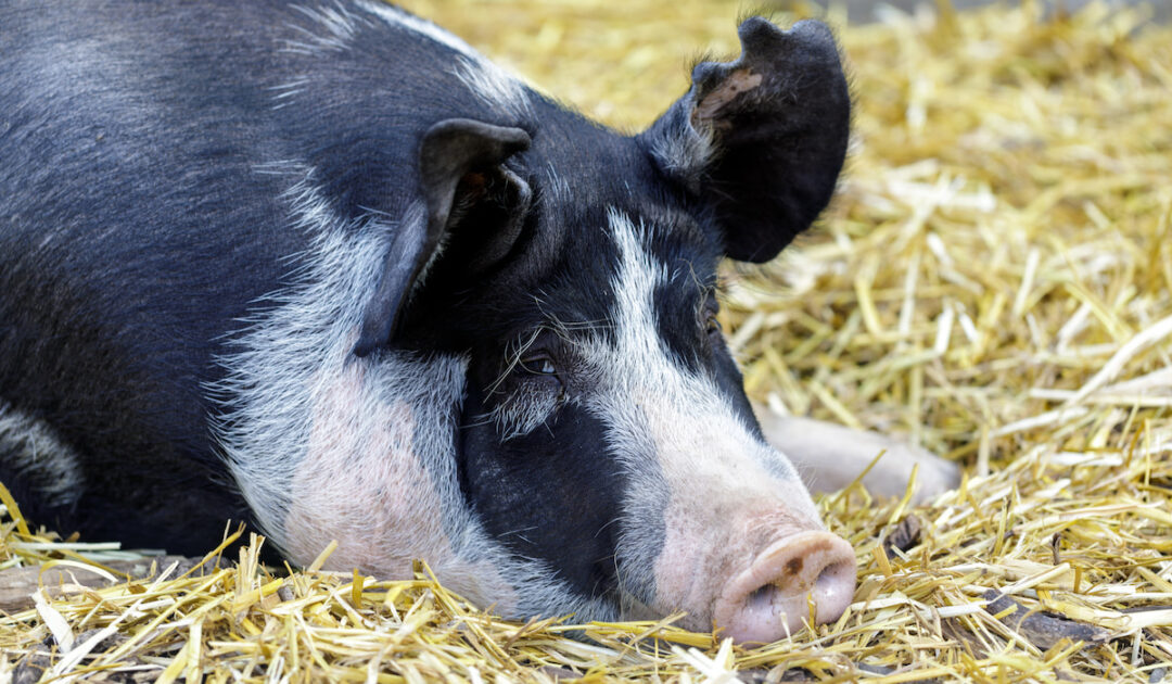 Top 10 Pig Breeds for Beginners - Farmhouse Guide