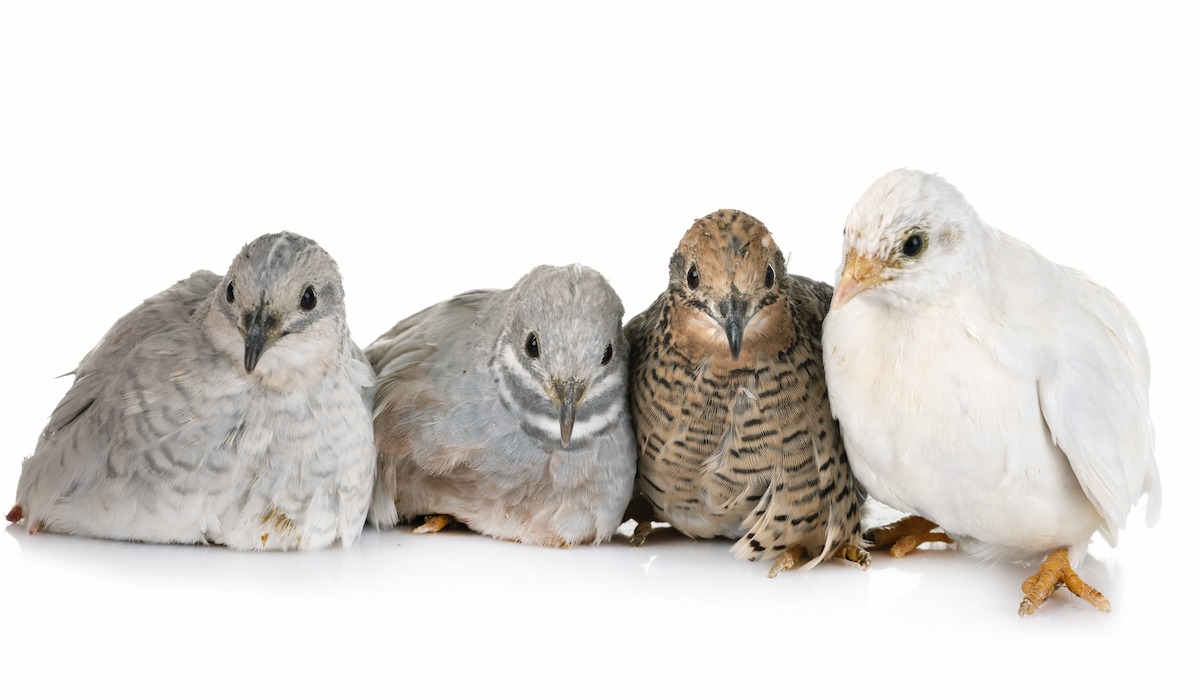 3 Best Quail Breeds for Meat - Farmhouse Guide