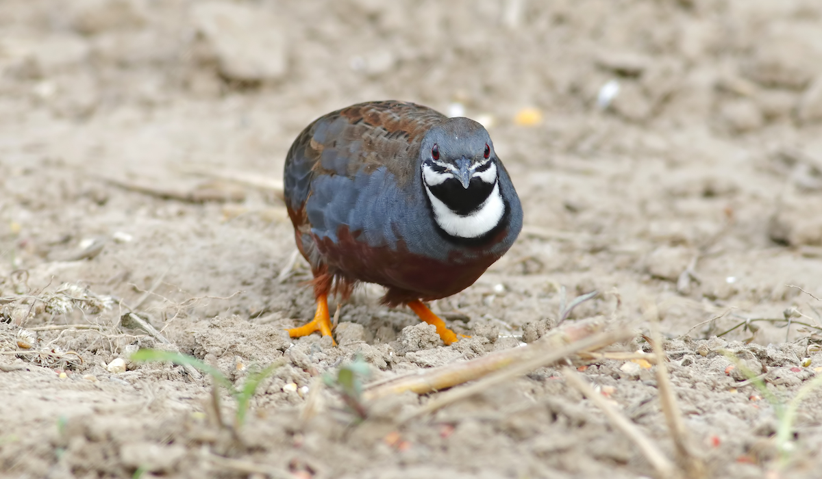 5 Best Quail Breeds for Eggs - Farmhouse Guide