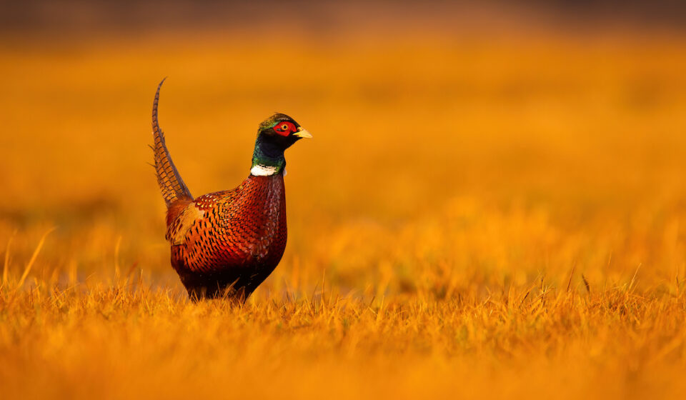 Types of Pheasants - Farmhouse Guide