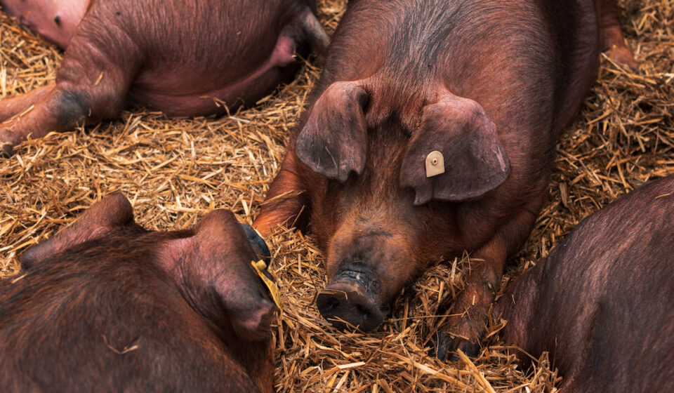 Top 10 Pig Breeds for Beginners - Farmhouse Guide