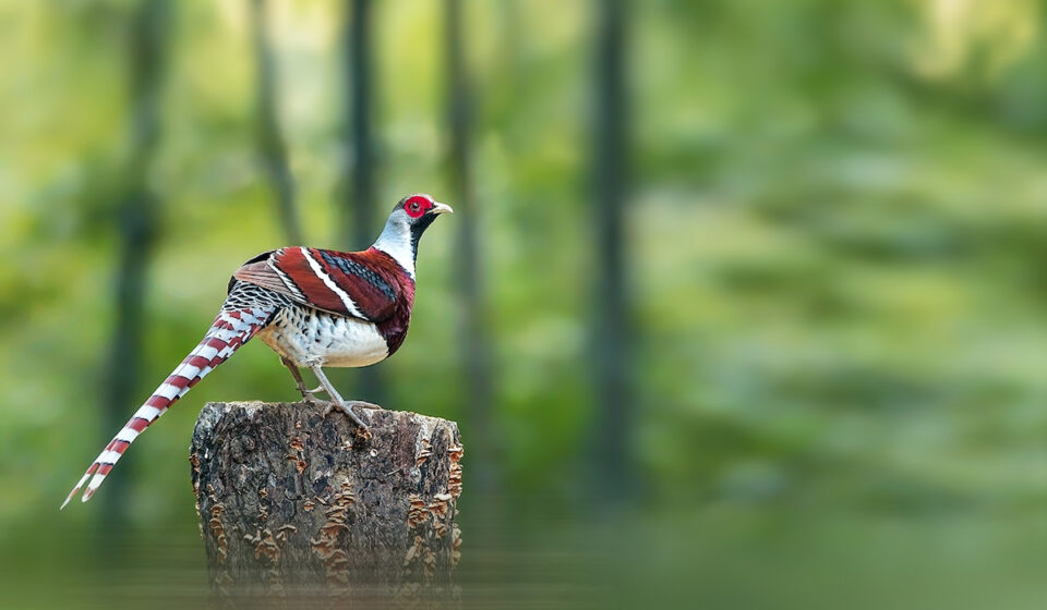 Types of Pheasants - Farmhouse Guide
