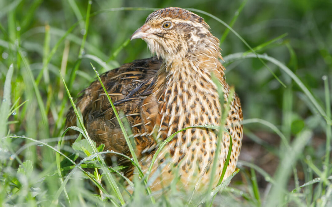5 Best Quail Breeds for Eggs - Farmhouse Guide