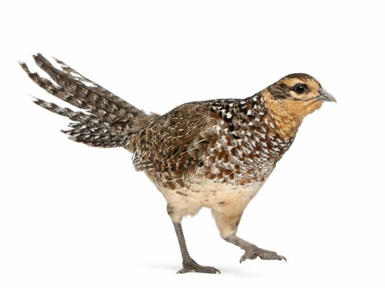 Types of Pheasants - Farmhouse Guide