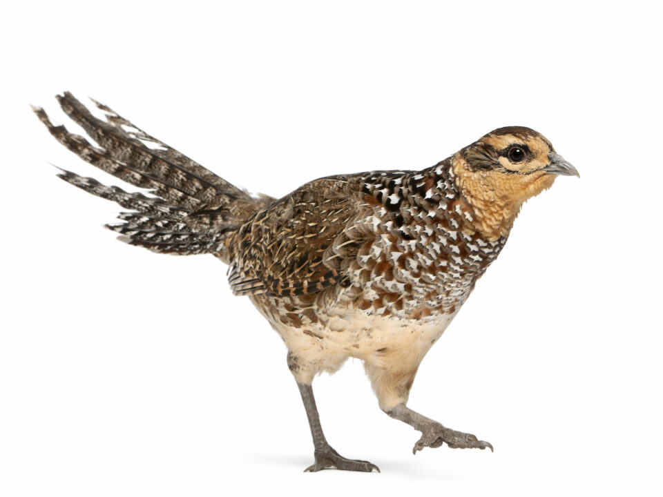 Types of Pheasants - Farmhouse Guide