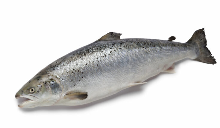 25 Types of Edible Fish - Farmhouse Guide