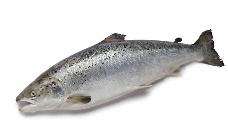 25 Types of Edible Fish - Farmhouse Guide