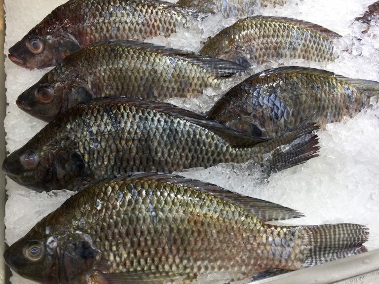 25 Types of Edible Fish - Farmhouse Guide