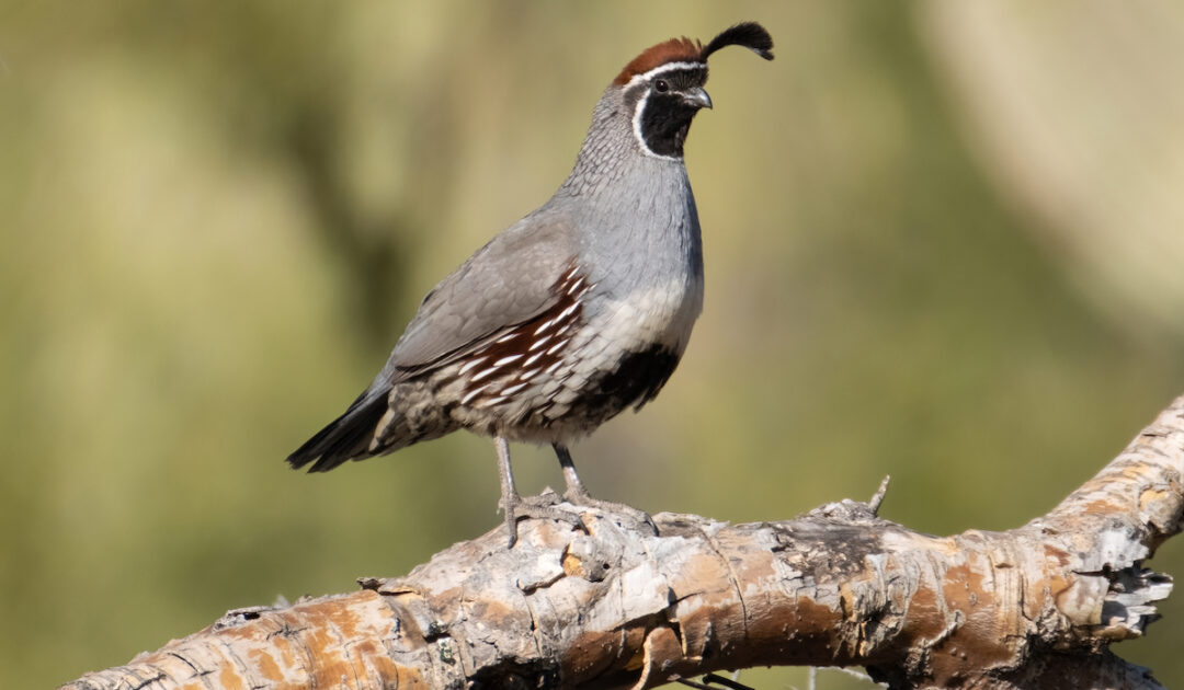 9 Types of Quail You Can Raise on the Farm - Farmhouse Guide