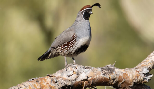 9 Types of Quail You Can Raise on the Farm - Farmhouse Guide